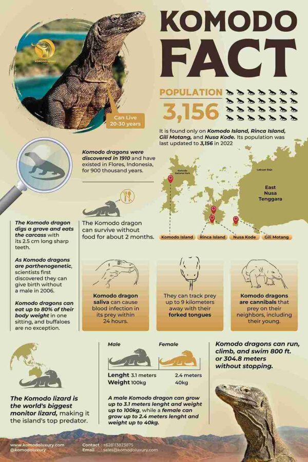 11 Fascinating Komodo Dragon Facts That Will Surprise You - Luxury ...